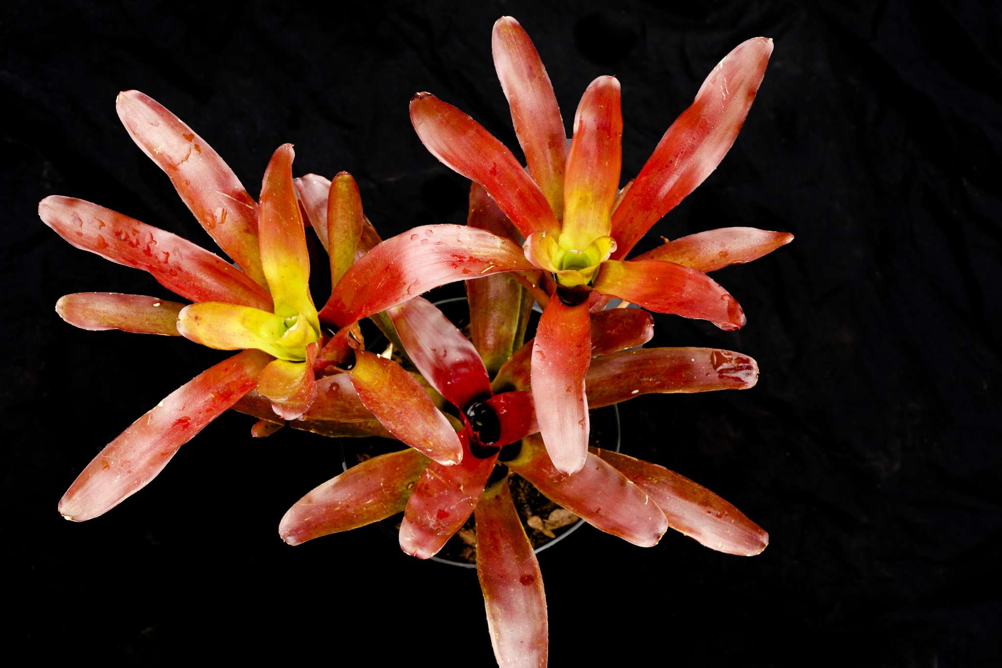 NEOREGELIA FIREBALL - Fox Farm Bromeliads