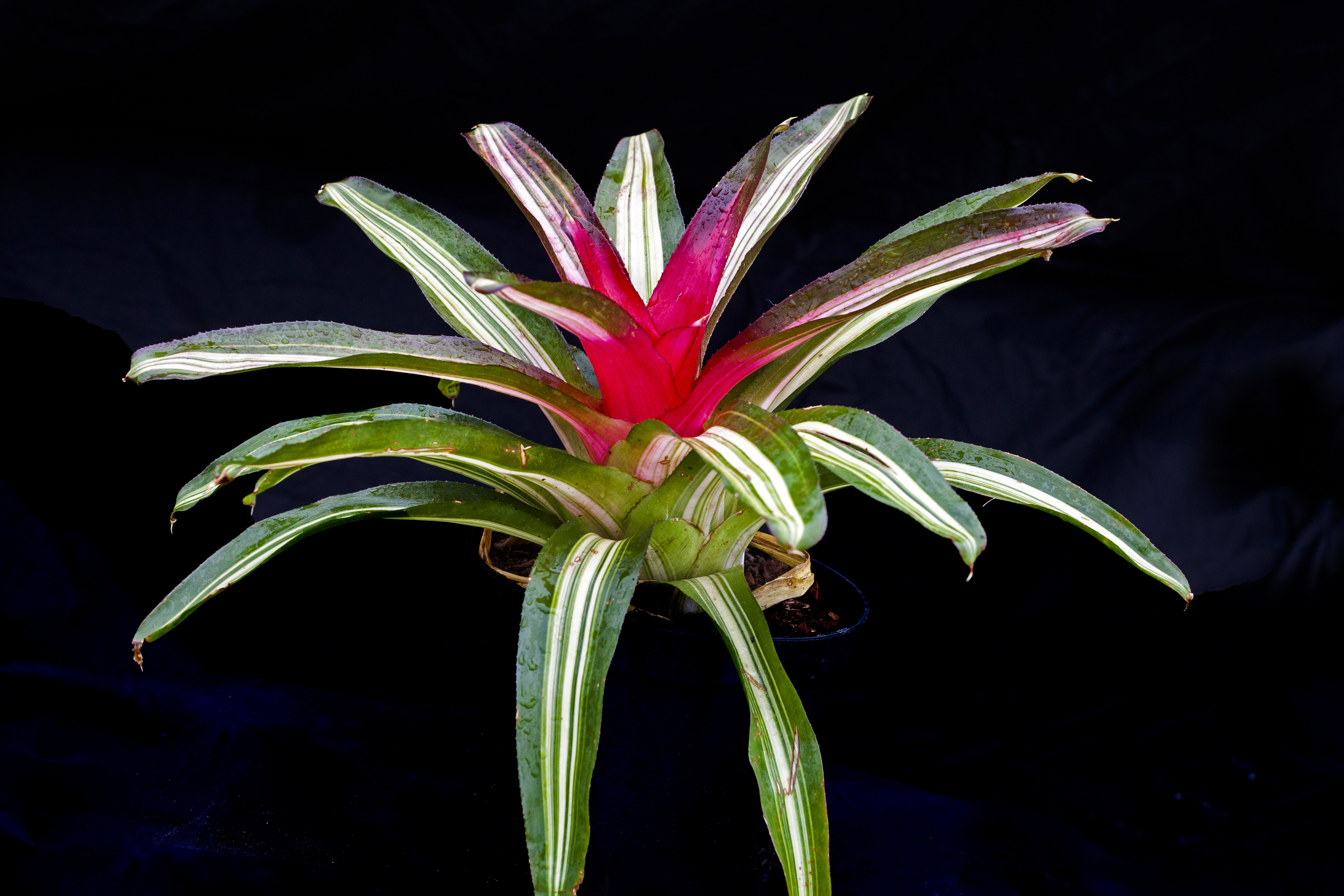 NEOREGELIA TRICOLOR - Fox Farm Bromeliads