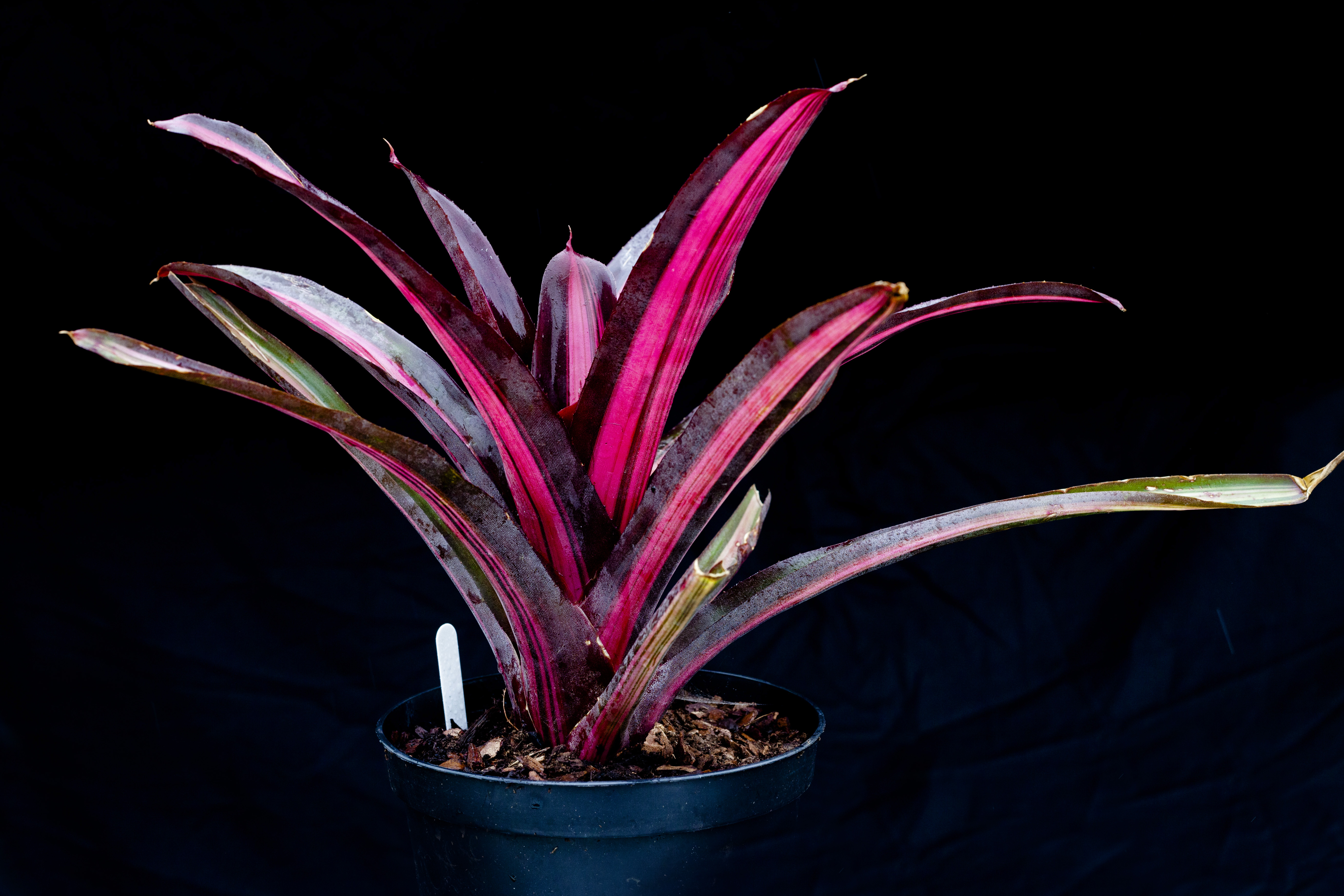 NEOREGELIA PERFECTION - Fox Farm Bromeliads