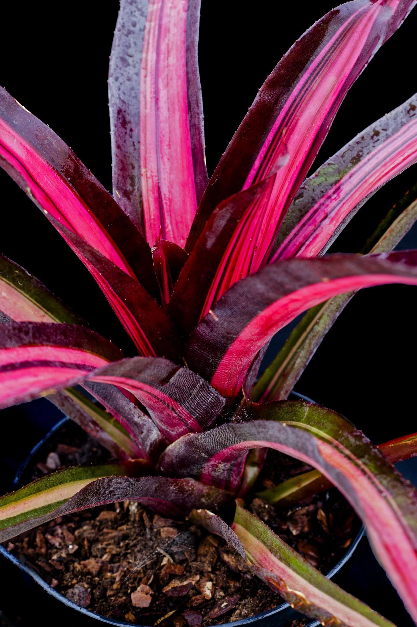 NEOREGELIA PERFECTION - Fox Farm Bromeliads