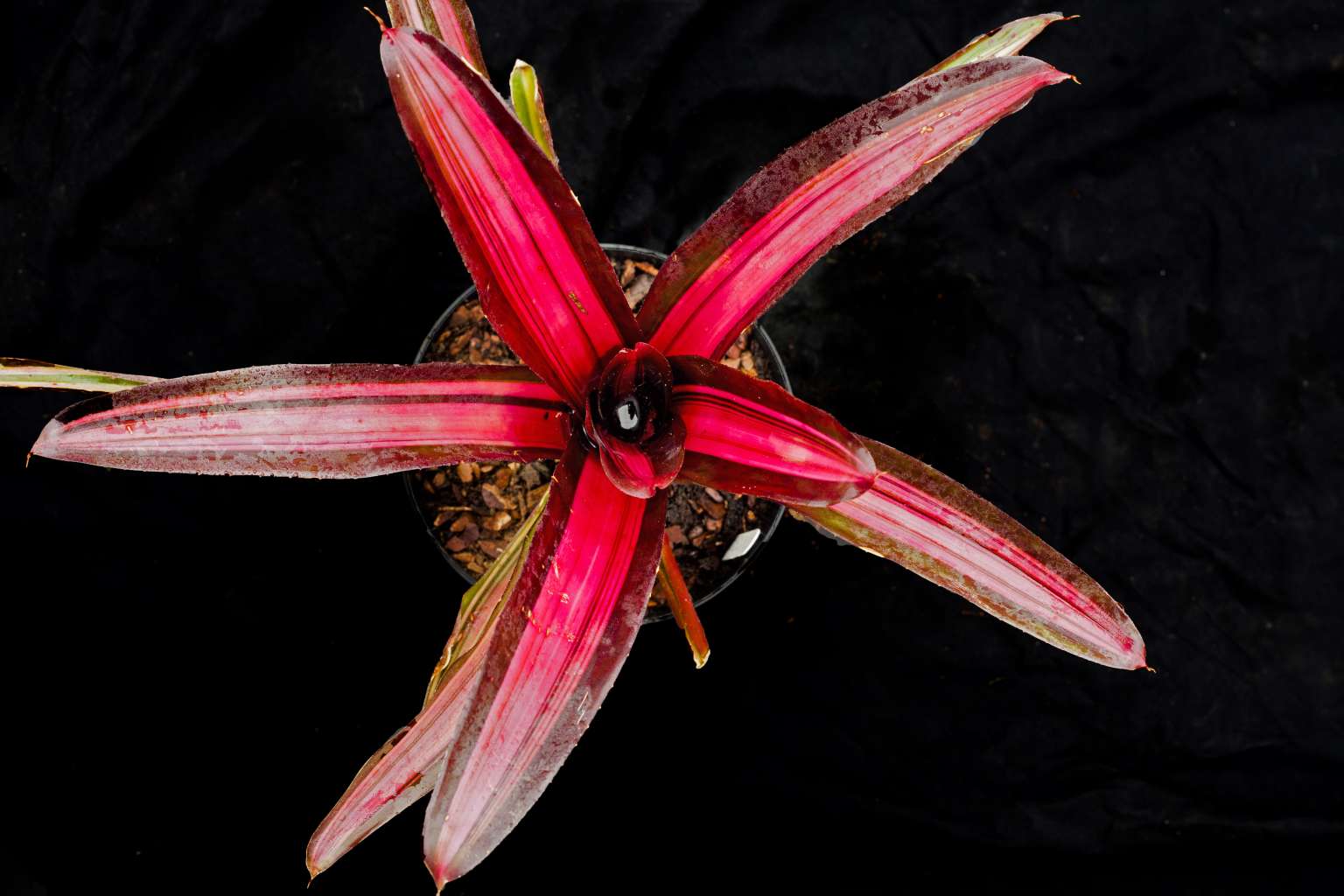 NEOREGELIA PERFECTION - Fox Farm Bromeliads