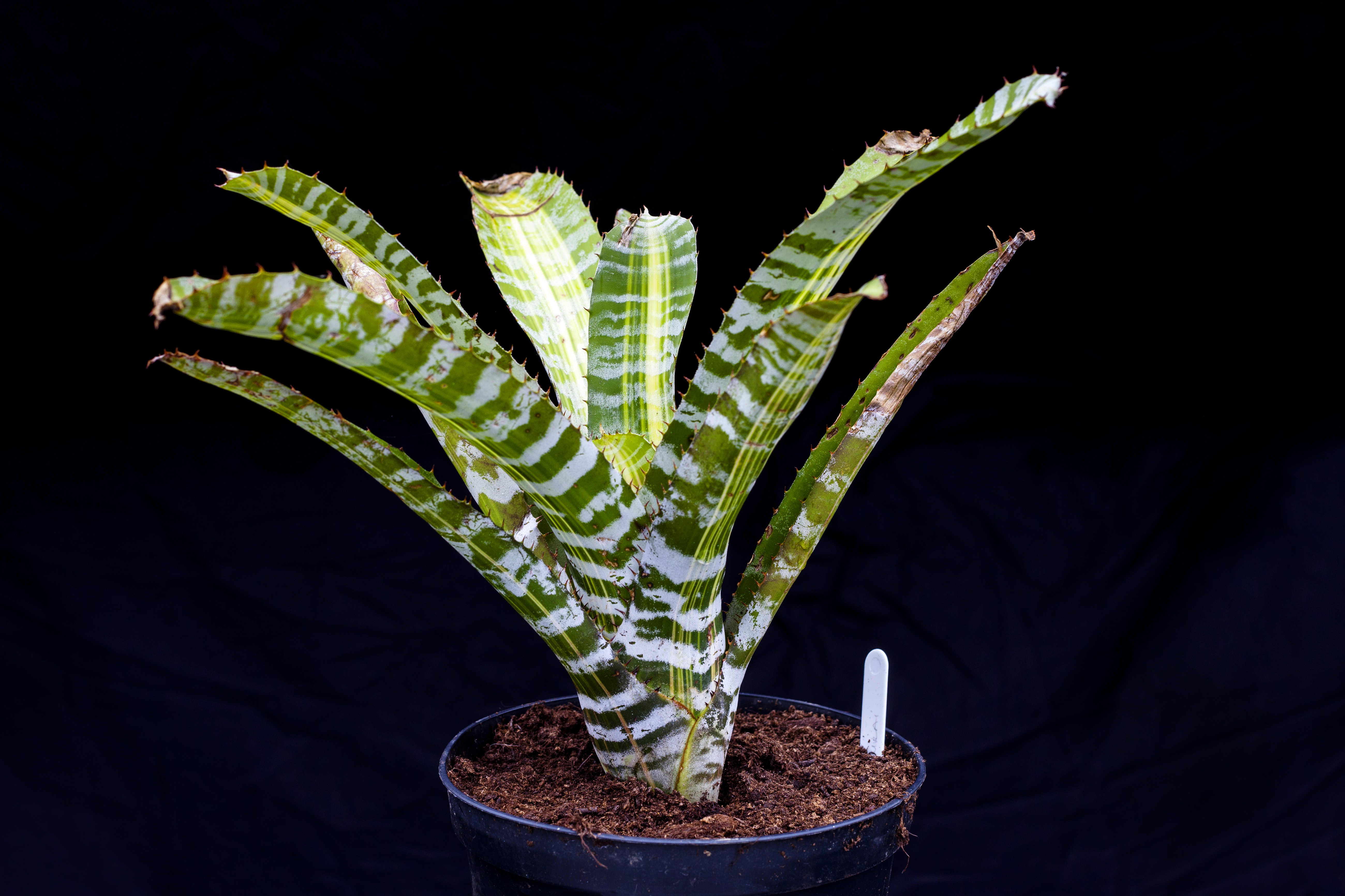 AECHMEA CHANTINII SAMURAI - Fox Farm Bromeliads