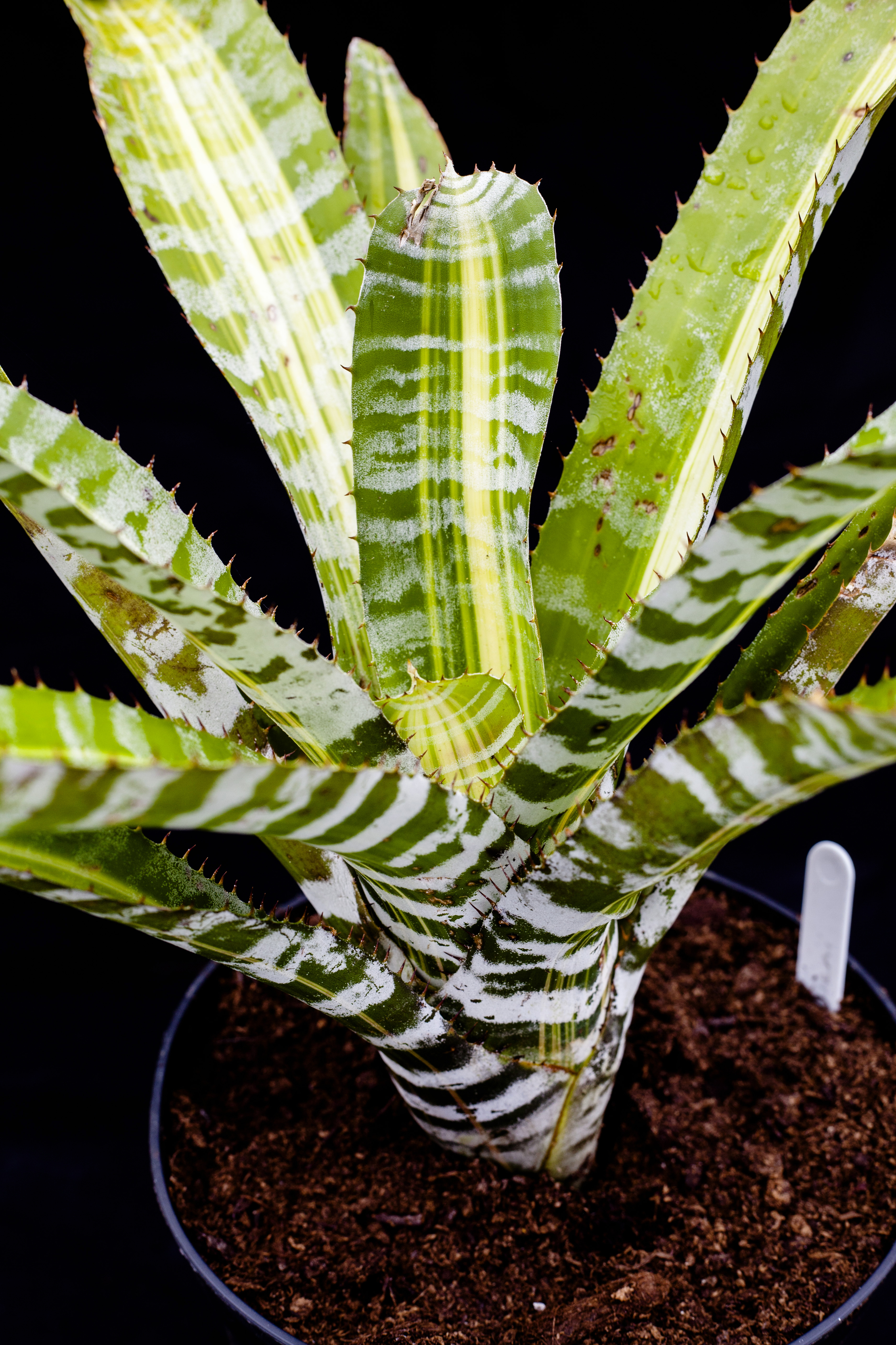 AECHMEA CHANTINII SAMURAI - Fox Farm Bromeliads