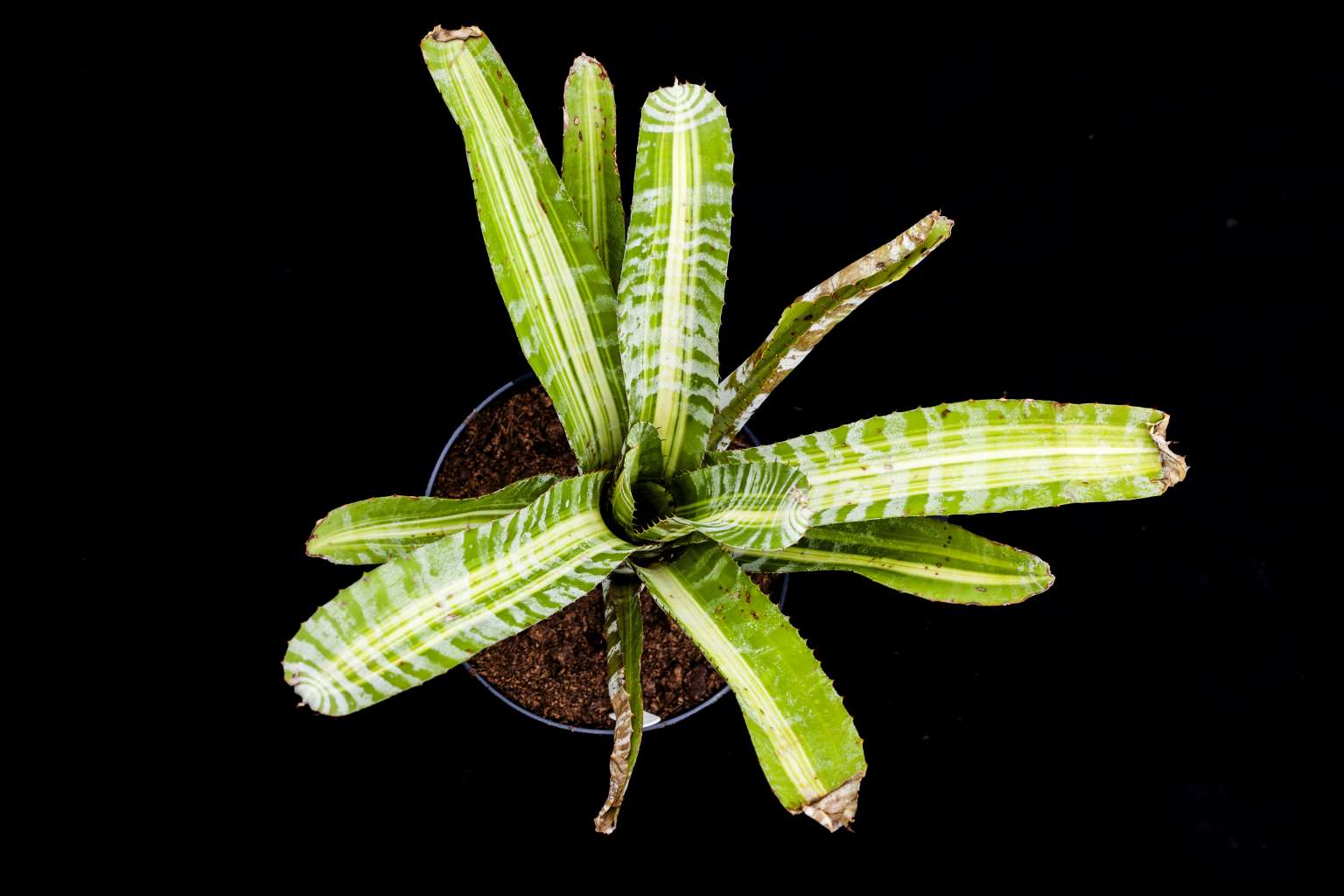 AECHMEA CHANTINII SAMURAI - Fox Farm Bromeliads