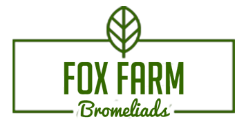 Billbergia Hallelujah - Fox Farm Bromeliads